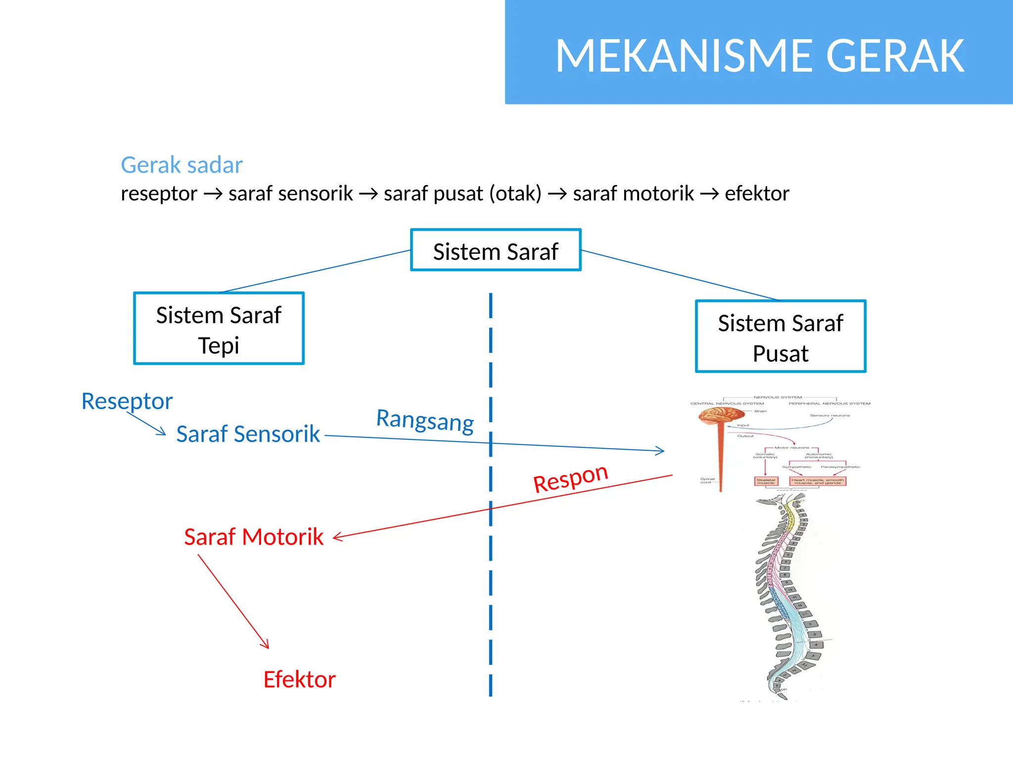 sistem saraf kelas 6 Ilmu Pengetahuan Alam dan Sosial | PPTX