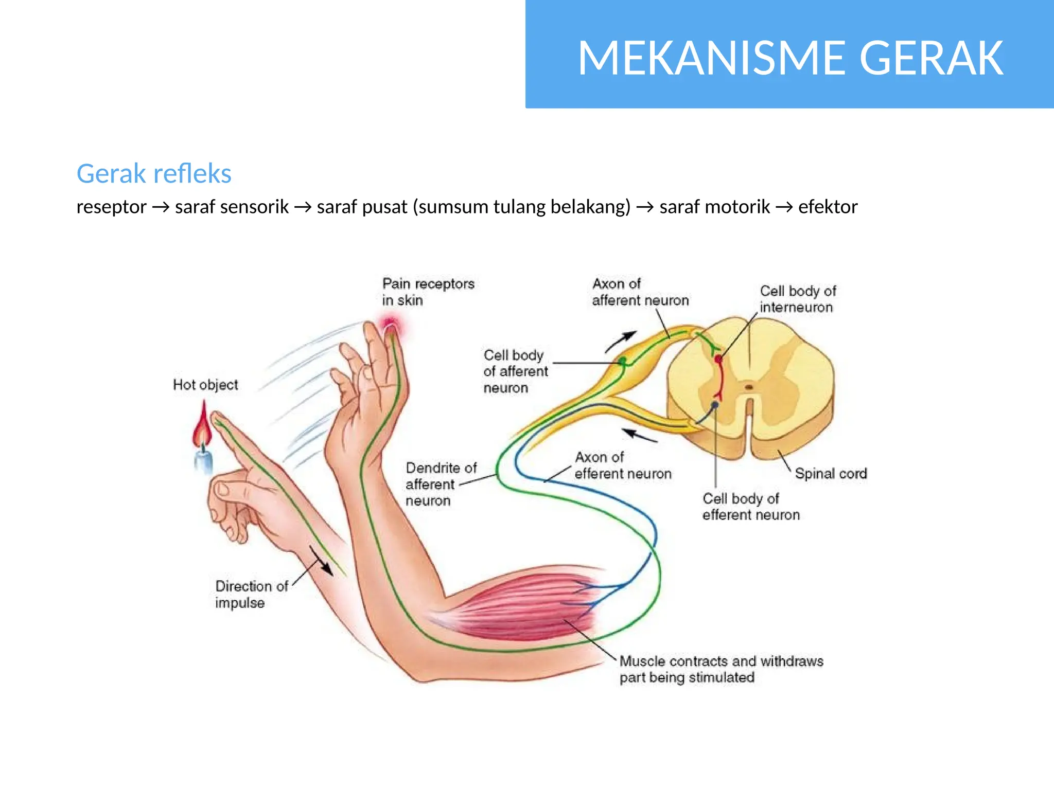 sistem saraf kelas 6 Ilmu Pengetahuan Alam dan Sosial | PPTX