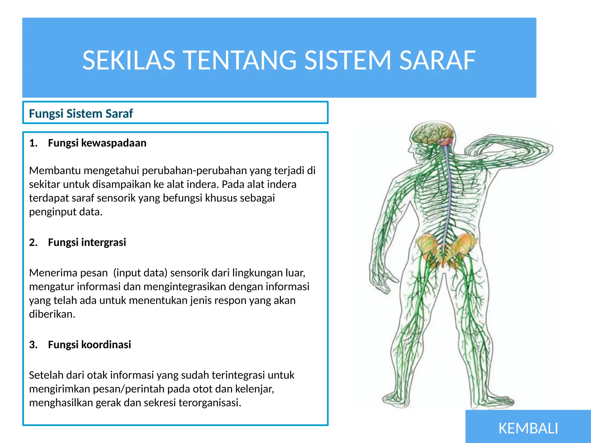 sistem saraf kelas 6 Ilmu Pengetahuan Alam dan Sosial | PPTX