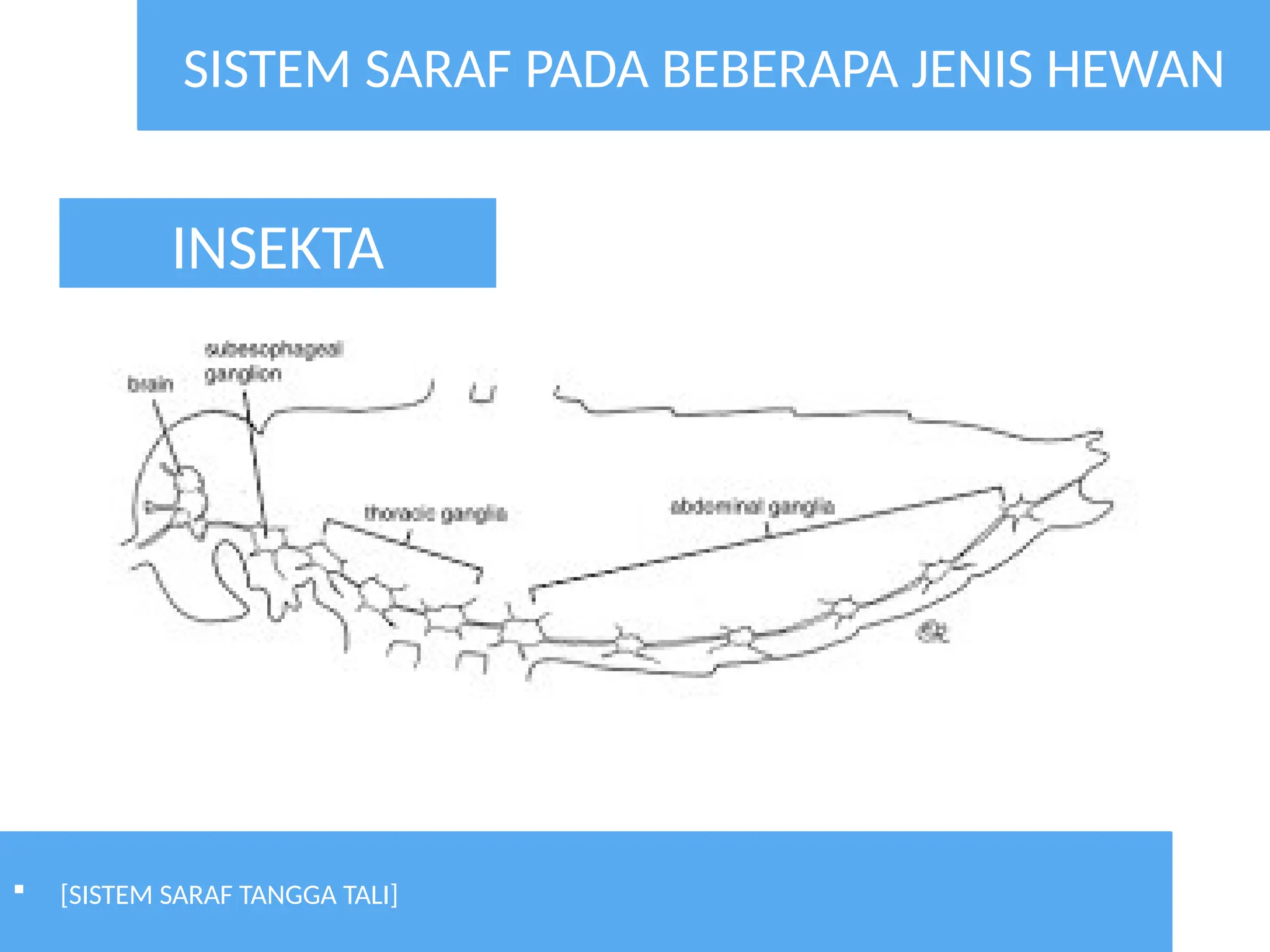 sistem saraf kelas 6 Ilmu Pengetahuan Alam dan Sosial | PPTX