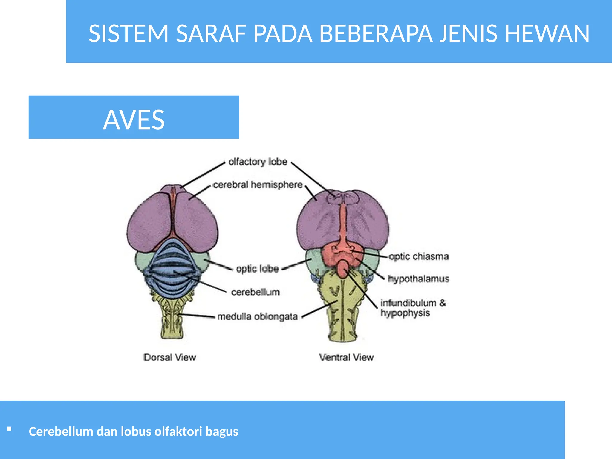 sistem saraf kelas 6 Ilmu Pengetahuan Alam dan Sosial | PPTX
