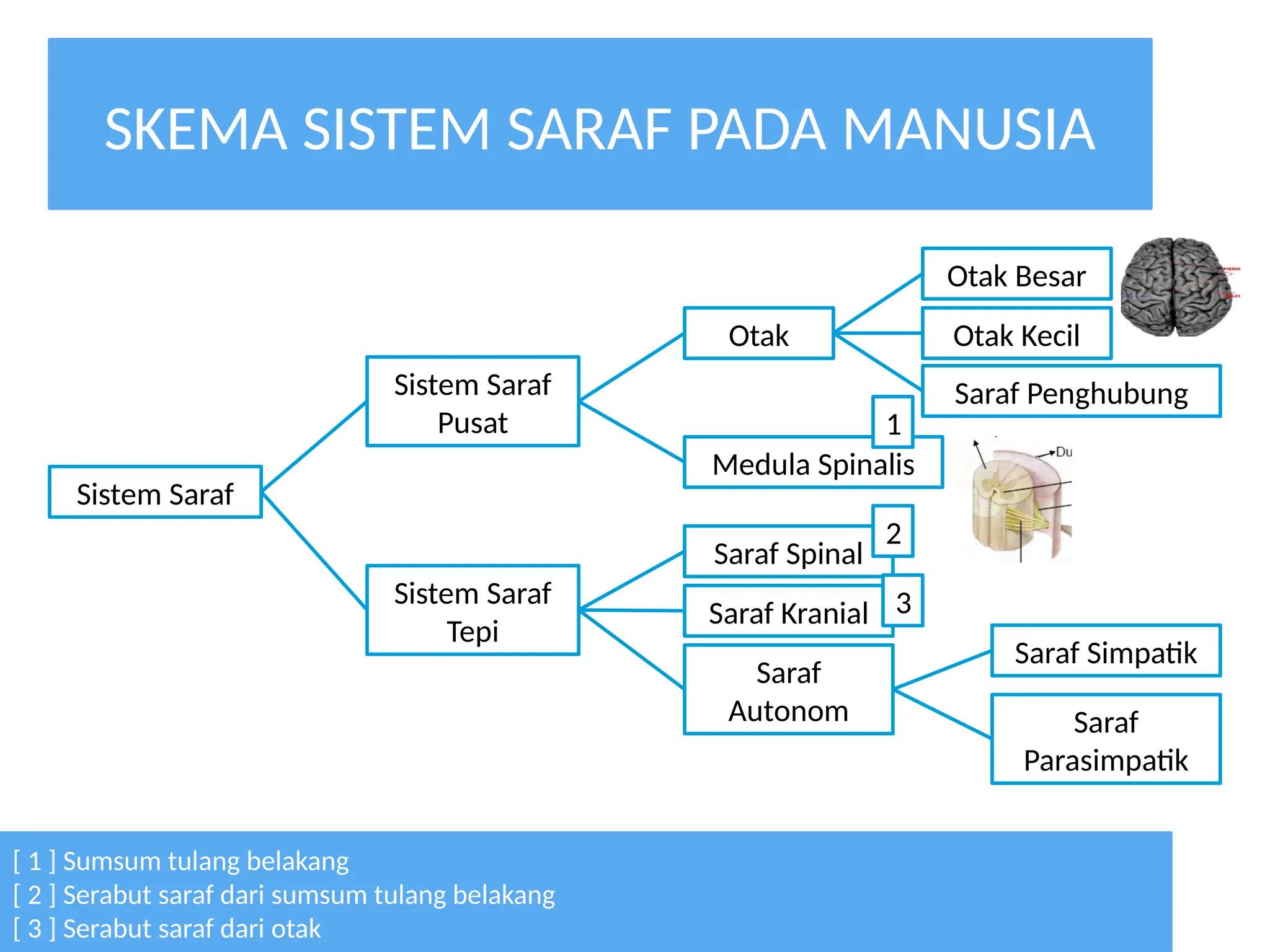 sistem saraf kelas 6 Ilmu Pengetahuan Alam dan Sosial | PPTX