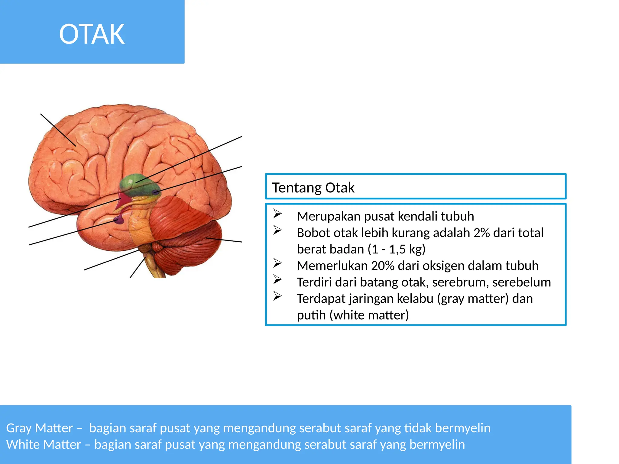 sistem saraf kelas 6 Ilmu Pengetahuan Alam dan Sosial | PPTX
