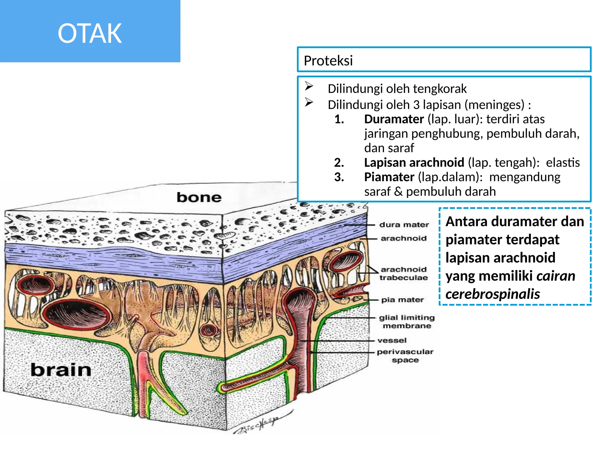 sistem saraf kelas 6 Ilmu Pengetahuan Alam dan Sosial | PPTX
