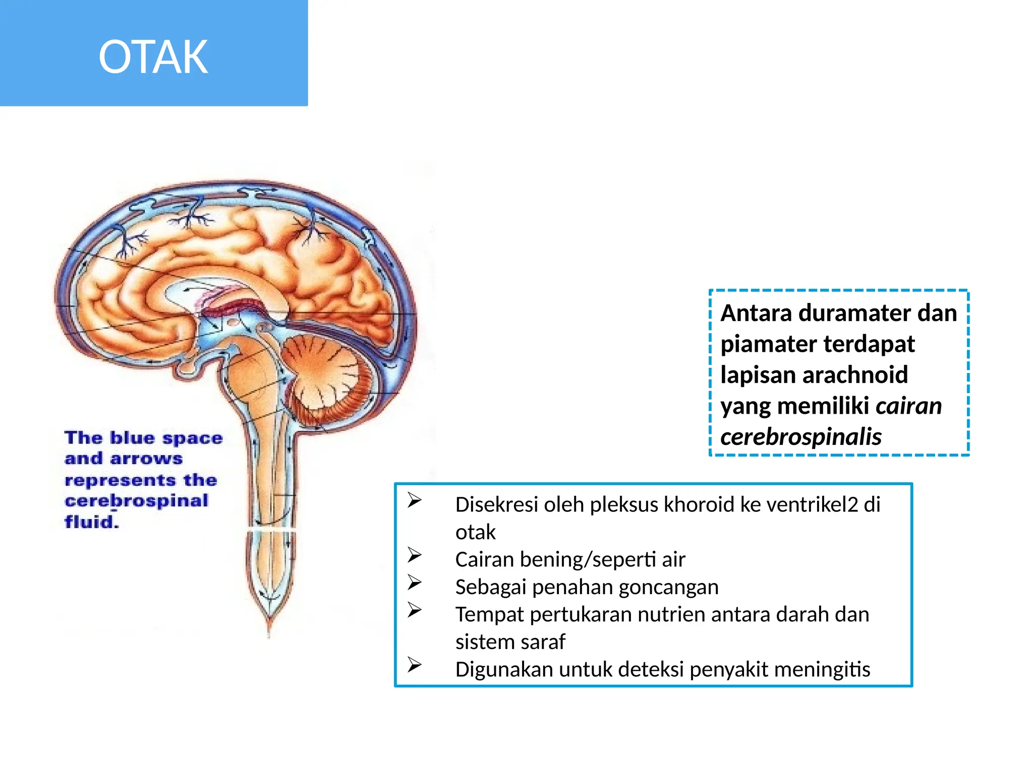 sistem saraf kelas 6 Ilmu Pengetahuan Alam dan Sosial | PPTX