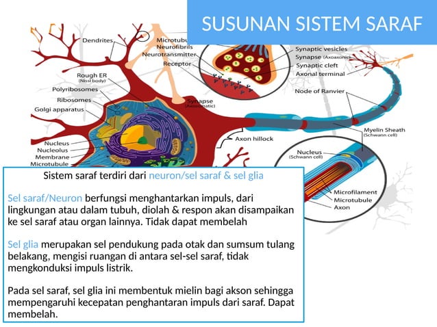 sistem saraf kelas 6 Ilmu Pengetahuan Alam dan Sosial | PPTX