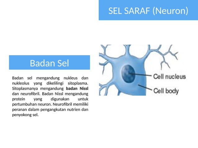 sistem saraf kelas 6 Ilmu Pengetahuan Alam dan Sosial | PPTX