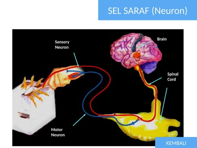 sistem saraf kelas 6 Ilmu Pengetahuan Alam dan Sosial | PPTX