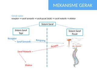 sistem saraf kelas 6 Ilmu Pengetahuan Alam dan Sosial | PPTX