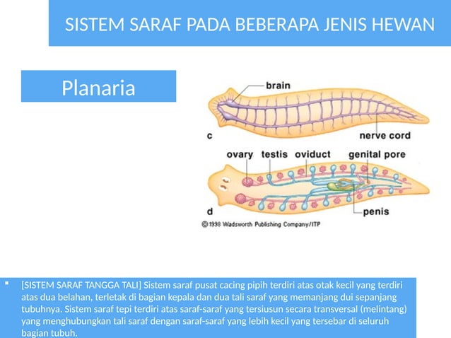 sistem saraf kelas 6 Ilmu Pengetahuan Alam dan Sosial | PPTX