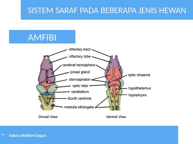 sistem saraf kelas 6 Ilmu Pengetahuan Alam dan Sosial | PPTX