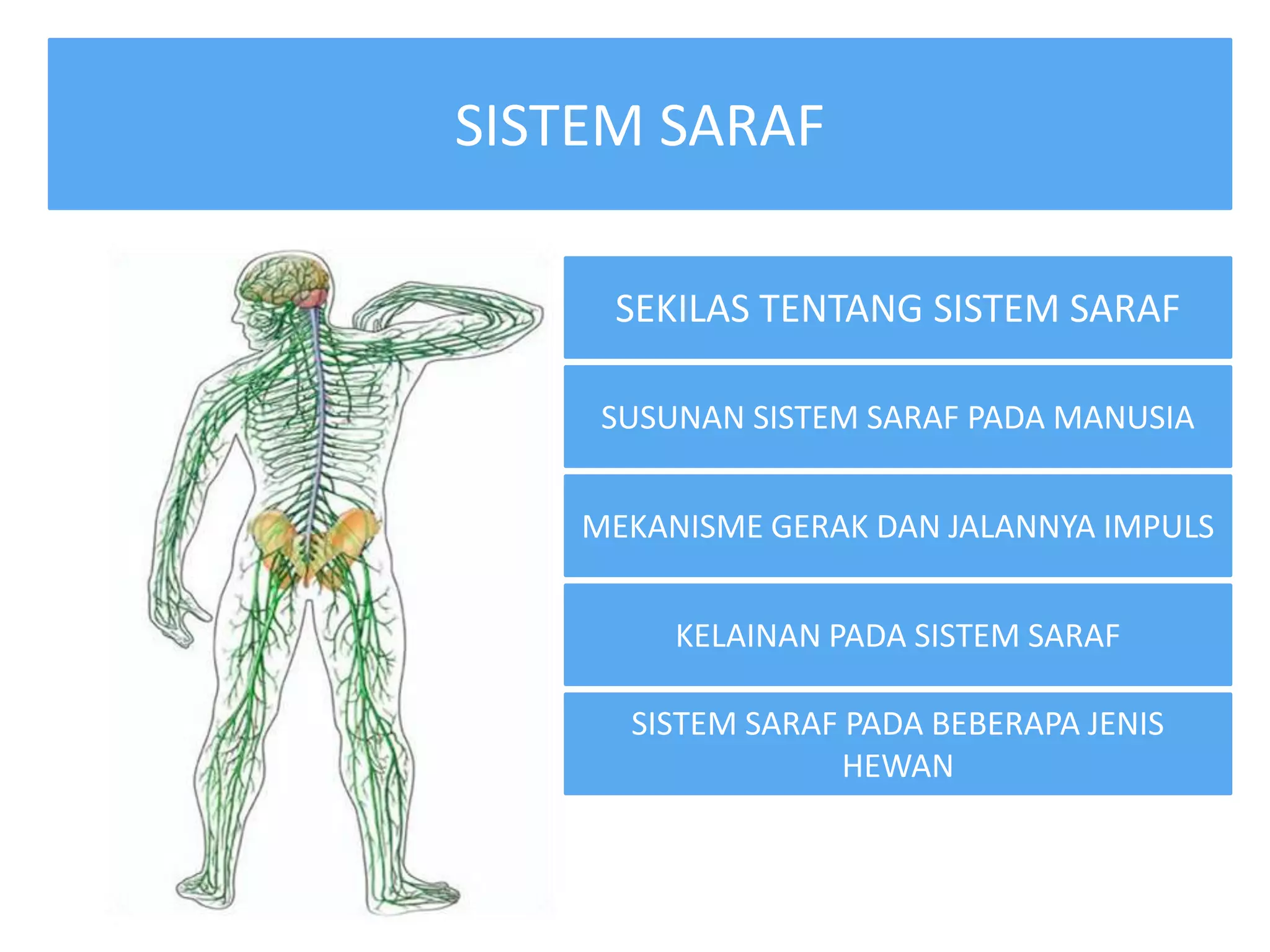 Sistem Saraf (pptx version) | PPTX