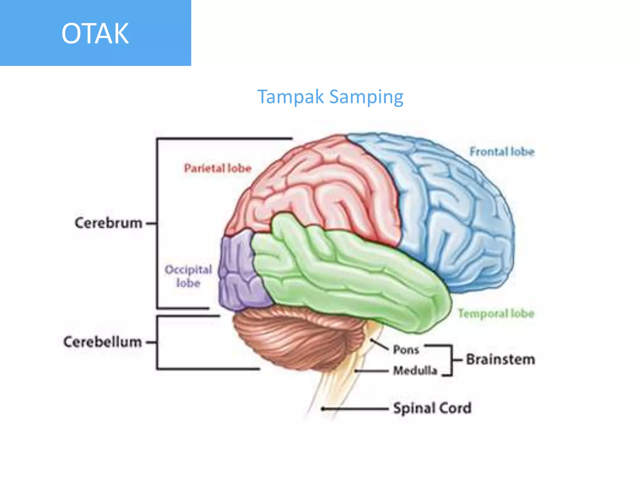 Sistem Saraf (pptx version) | PPTX
