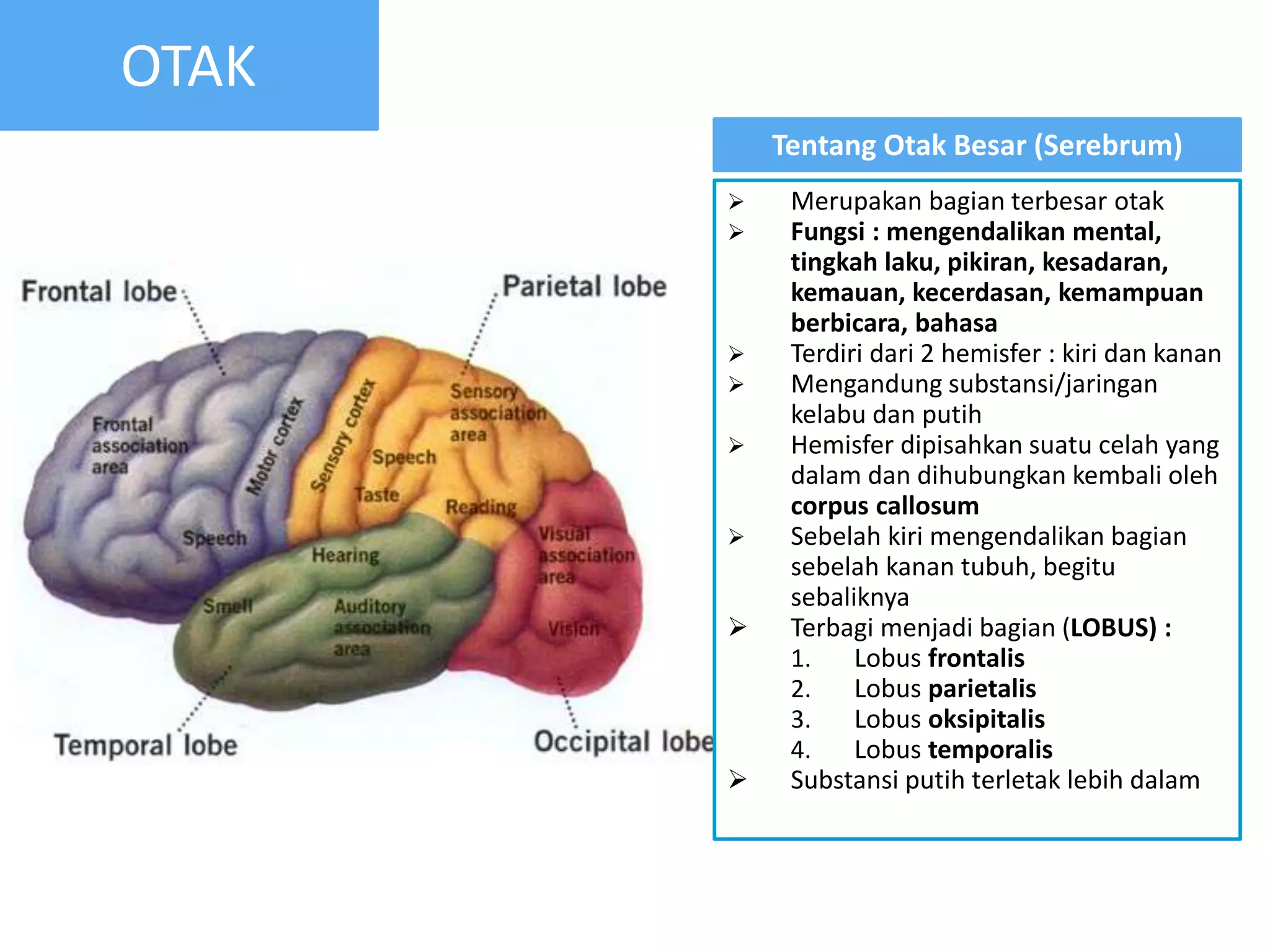 Sistem Saraf (pptx version) | PPTX