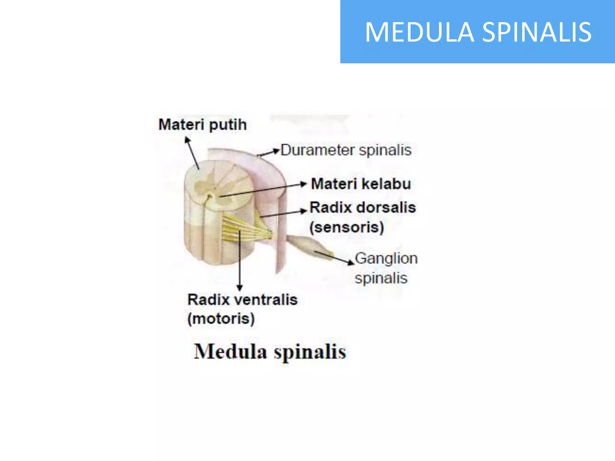 Sistem Saraf (pptx version) | PPTX