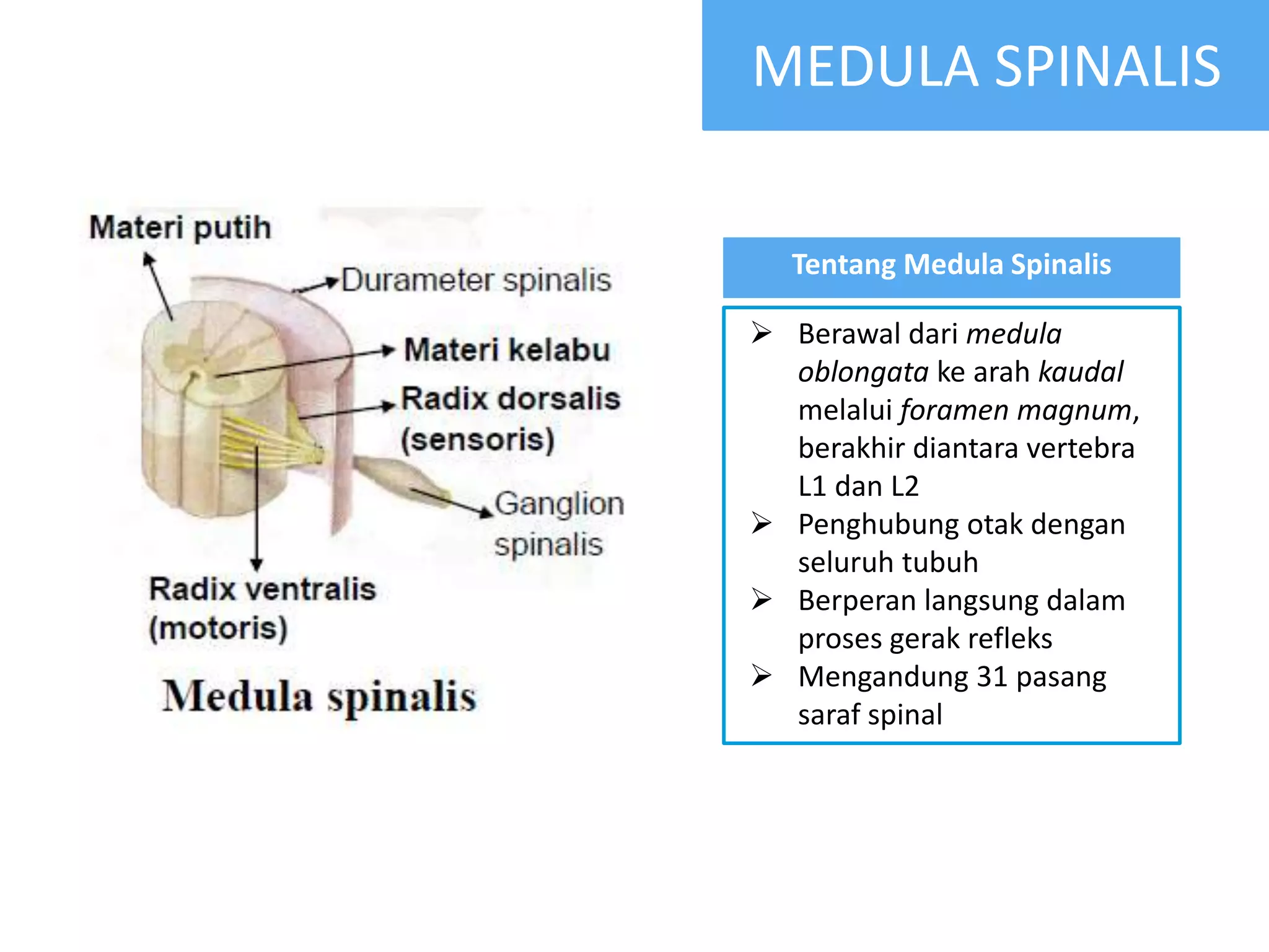 Sistem Saraf (pptx version) | PPTX