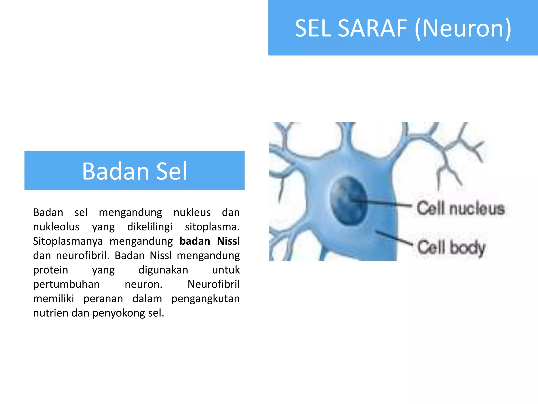 Sistem Saraf (pptx version) | PPTX