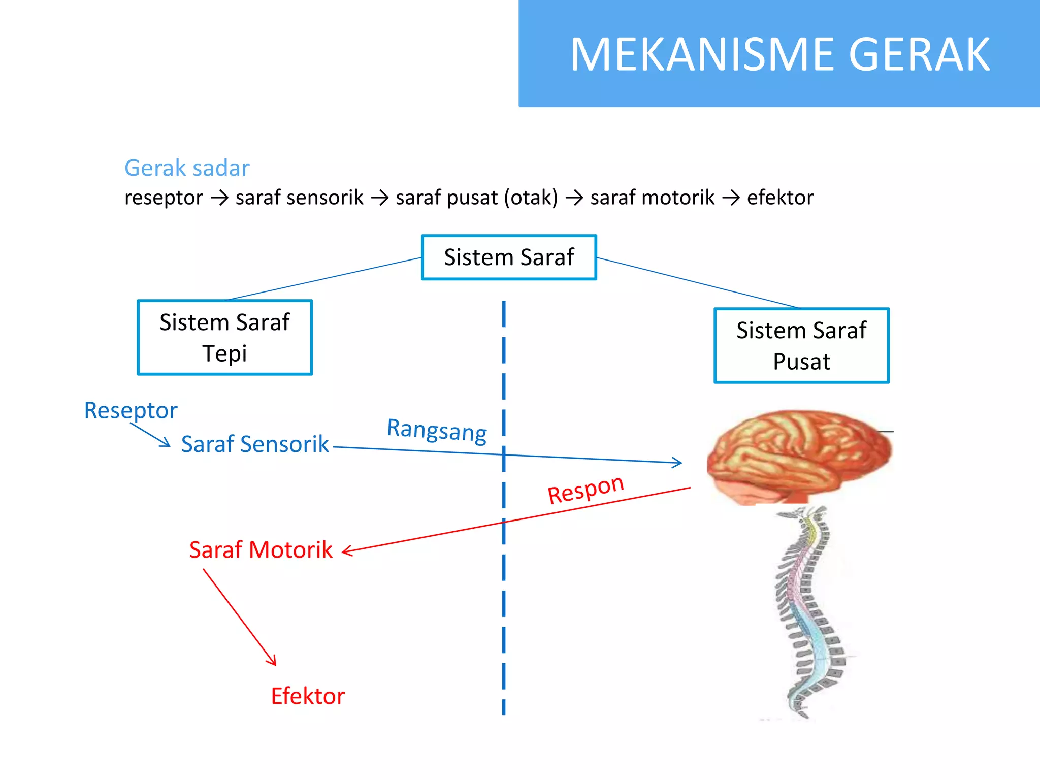 Sistem Saraf (pptx version) | PPTX