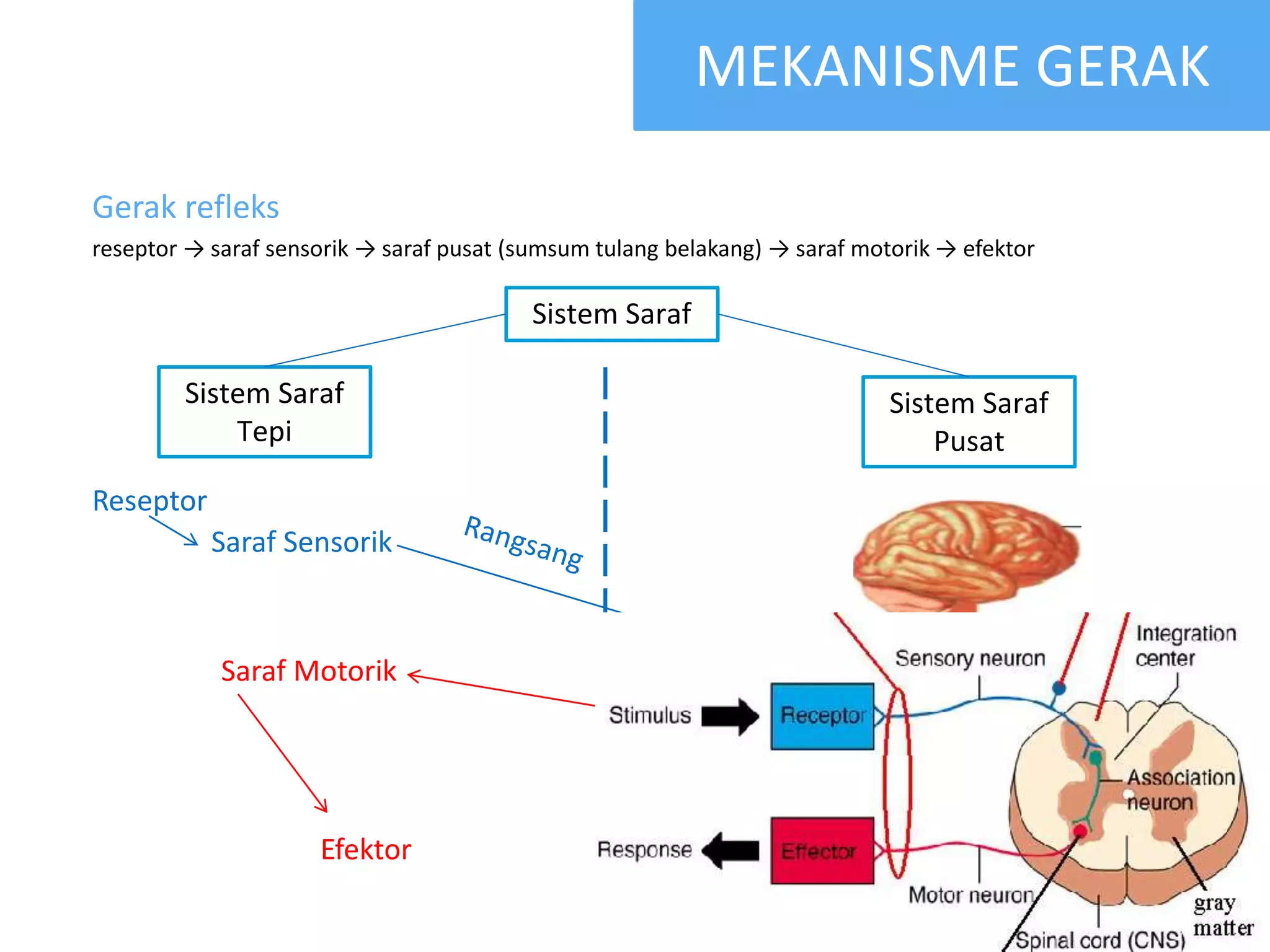Sistem Saraf (pptx version) | PPTX