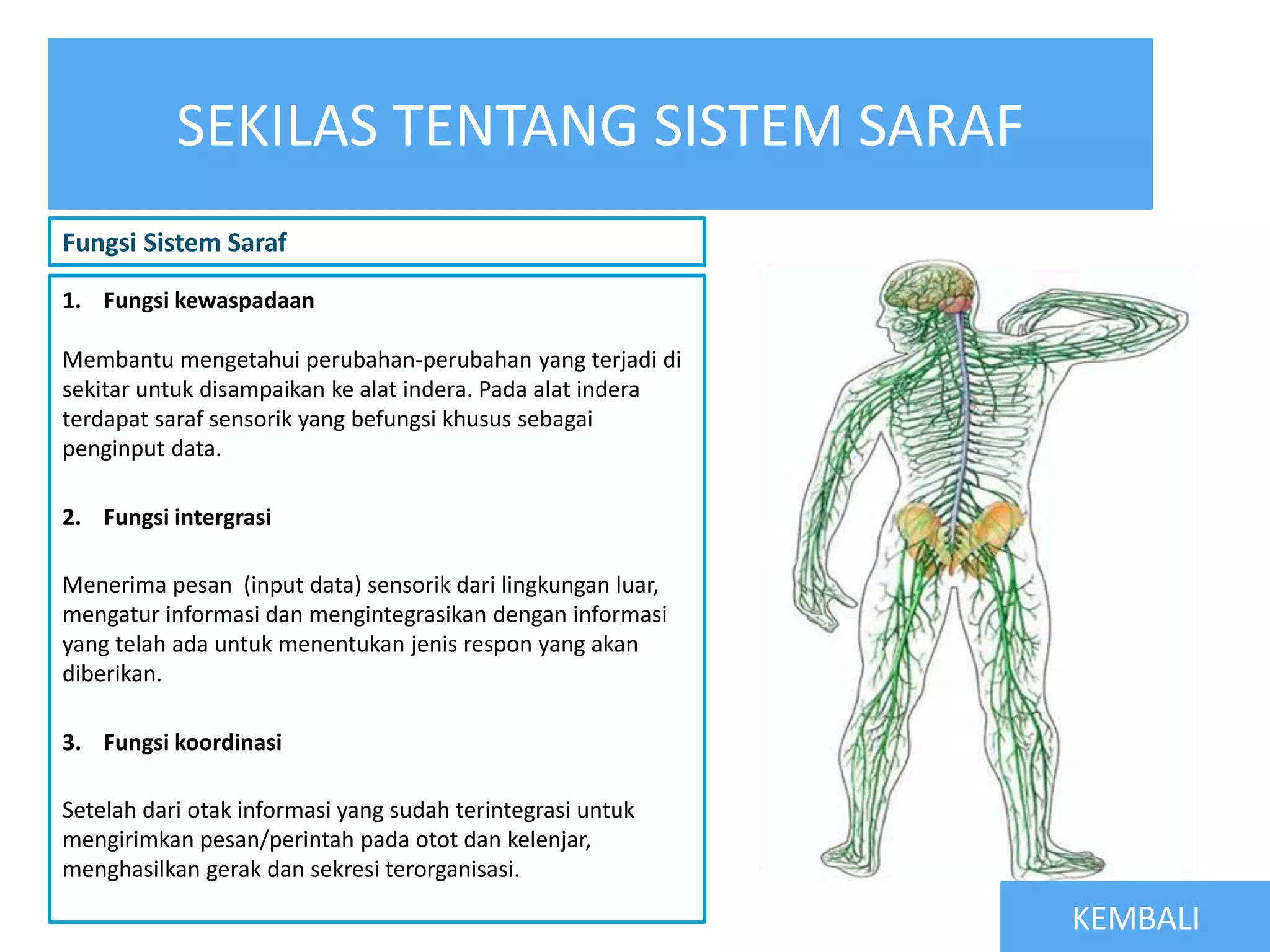 Sistem Saraf (pptx version) | PPTX