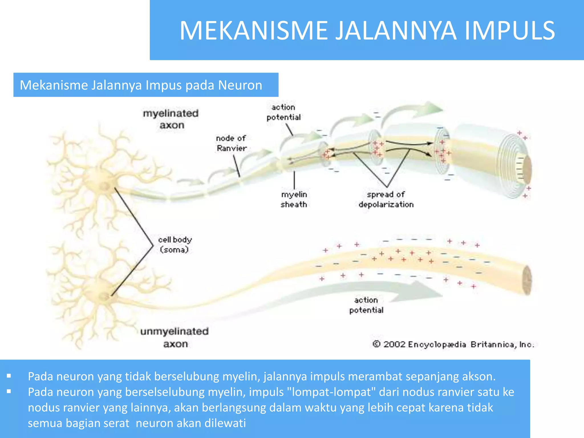 Sistem Saraf (pptx version) | PPTX