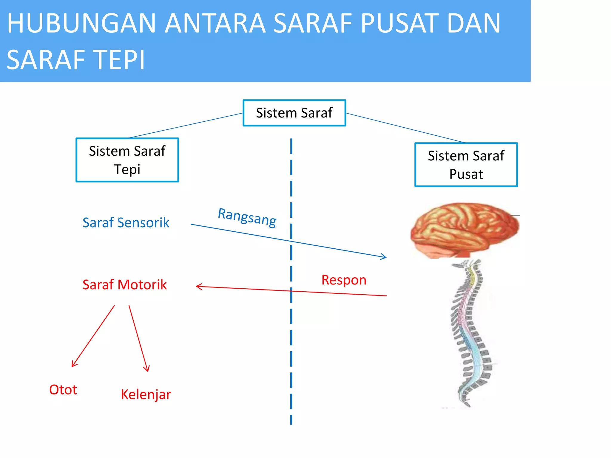 Sistem Saraf (pptx version) | PPTX