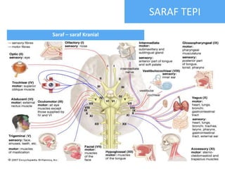 Sistem Saraf (pptx version) | PPTX
