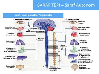 Sistem Saraf (pptx version) | PPTX