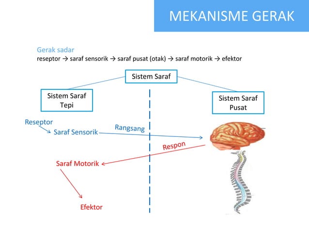 Sistem Saraf (pptx version) | PPTX