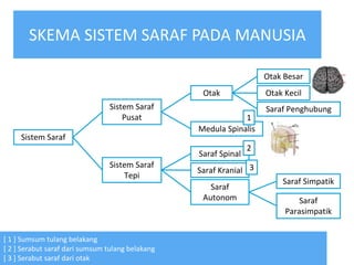 Sistem Saraf (pptx version) | PPTX