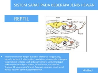 Sistem Saraf (pptx version) | PPTX