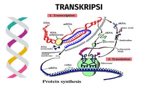 TRANSKRIPSI.pdf