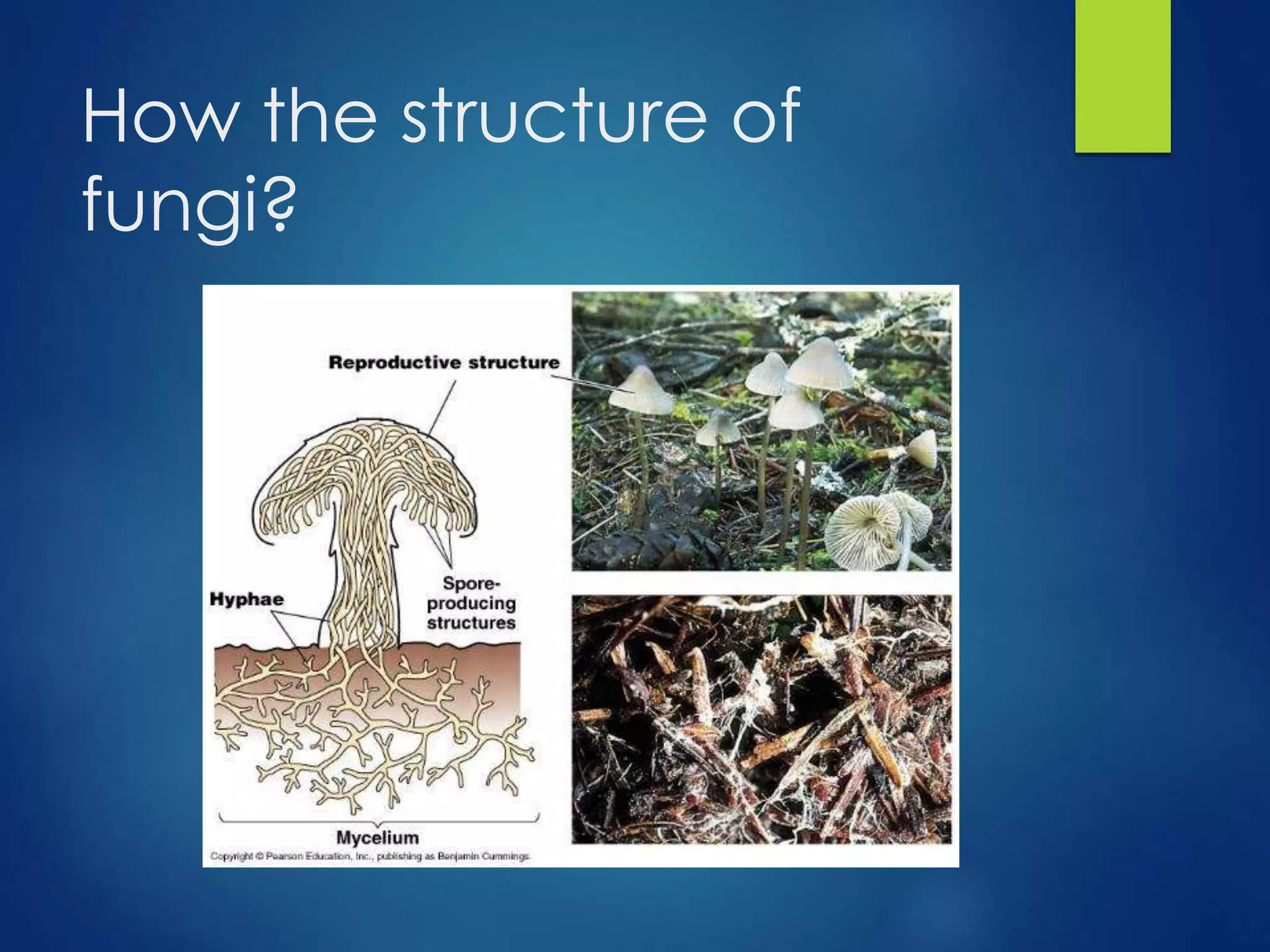 characteristic and structure of fungi | PPTX