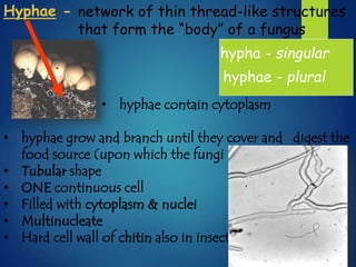 characteristic and structure of fungi | PPT