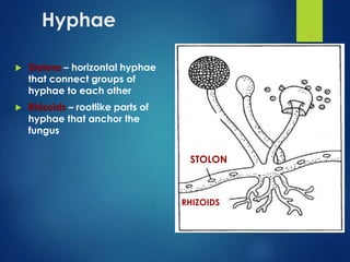 characteristic and structure of fungi | PPTX