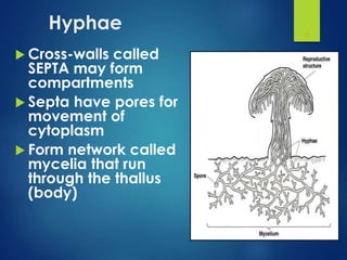 characteristic and structure of fungi | PPTX