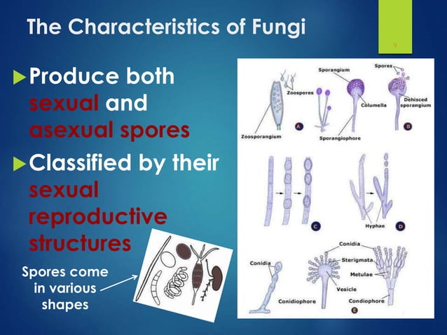 characteristic and structure of fungi | PPT