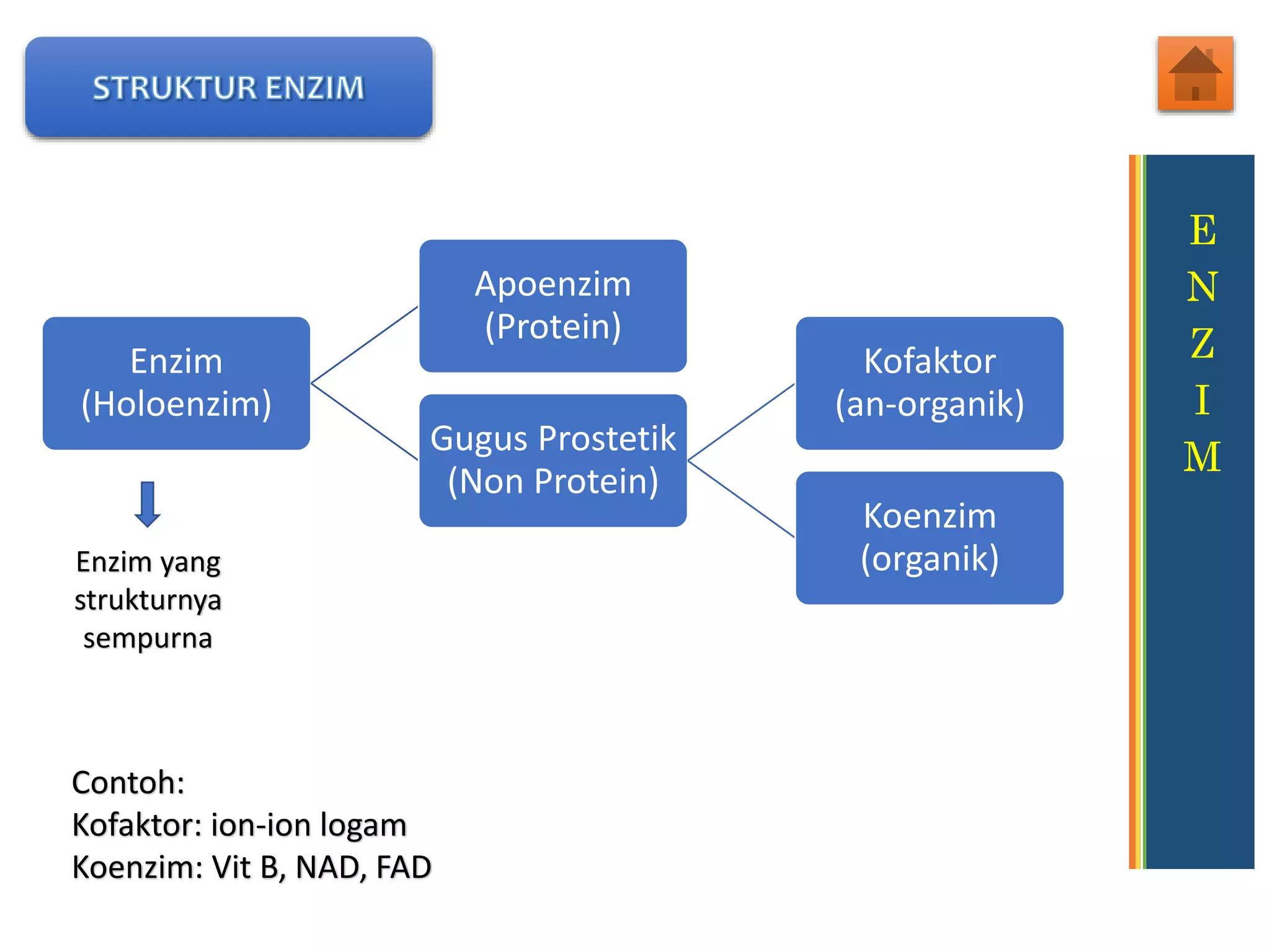 Materi Enzim dan Metabolisme Kelas XII SMA & SMK | PPTX