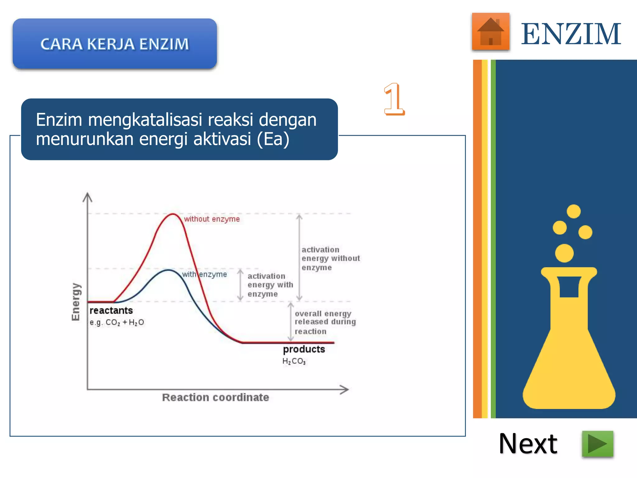 Materi Enzim dan Metabolisme Kelas XII SMA & SMK | PPTX