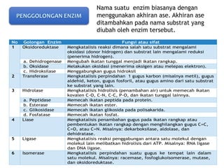 Materi Enzim dan Metabolisme Kelas XII SMA & SMK | PPTX