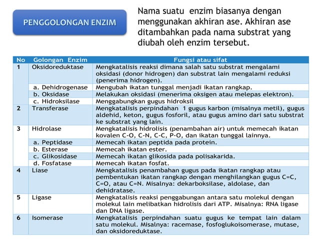 Materi Enzim dan Metabolisme Kelas XII SMA & SMK | PPTX
