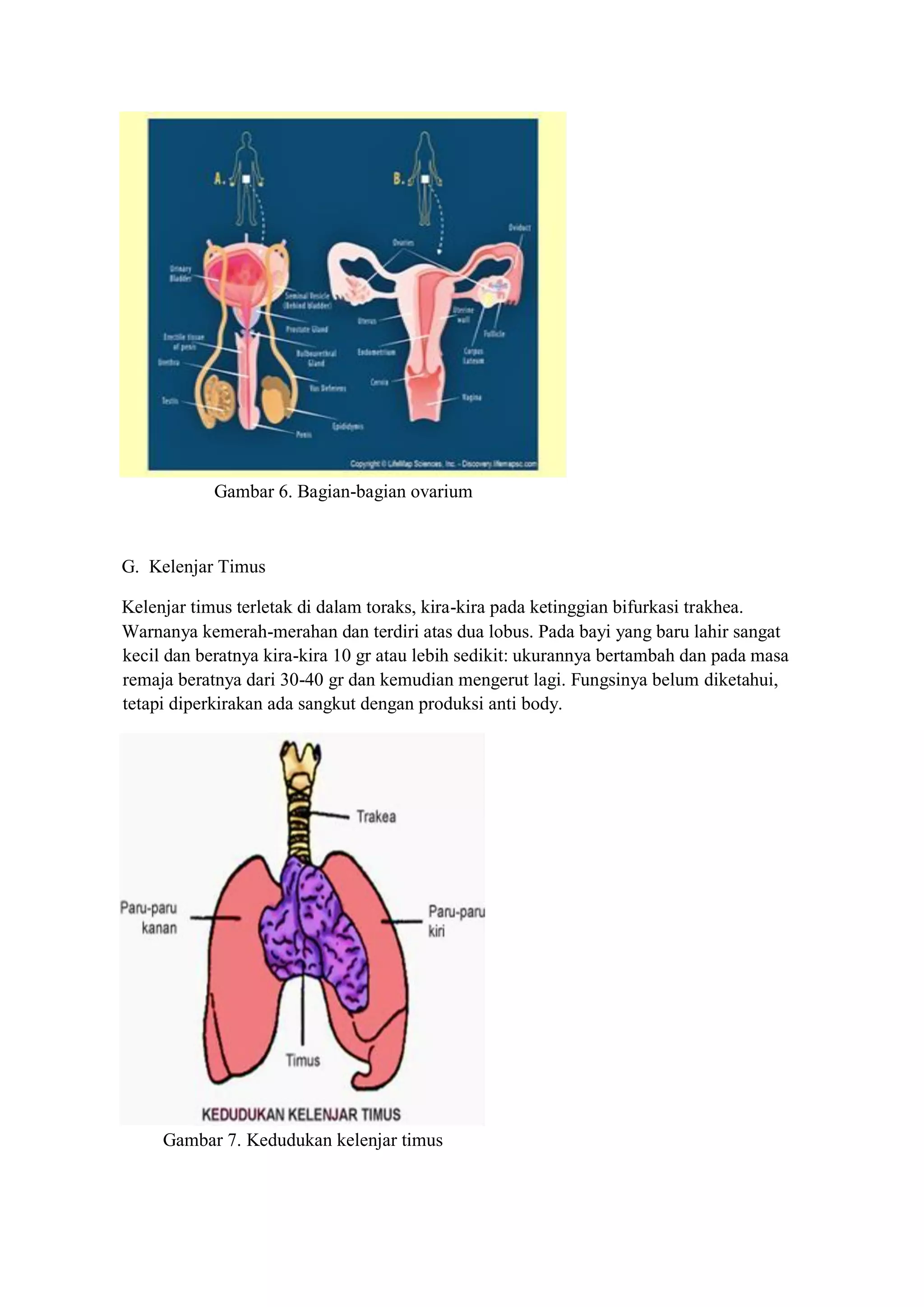 ANATOMI FISIOLOGI MANUSIA (SISTEM ENDOKRIN) | PDF