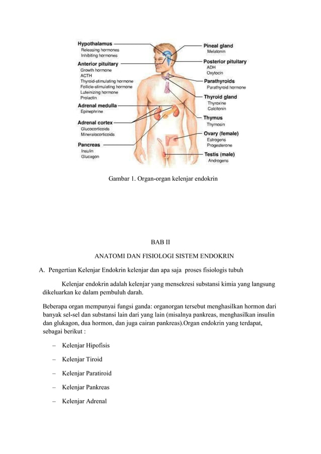ANATOMI FISIOLOGI MANUSIA (SISTEM ENDOKRIN) | PDF