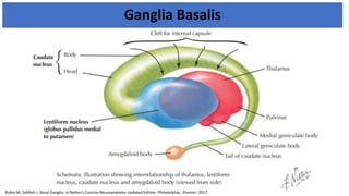 Tugas Anatomi ISMT - Regina Melia - Basal Ganglia.pptx