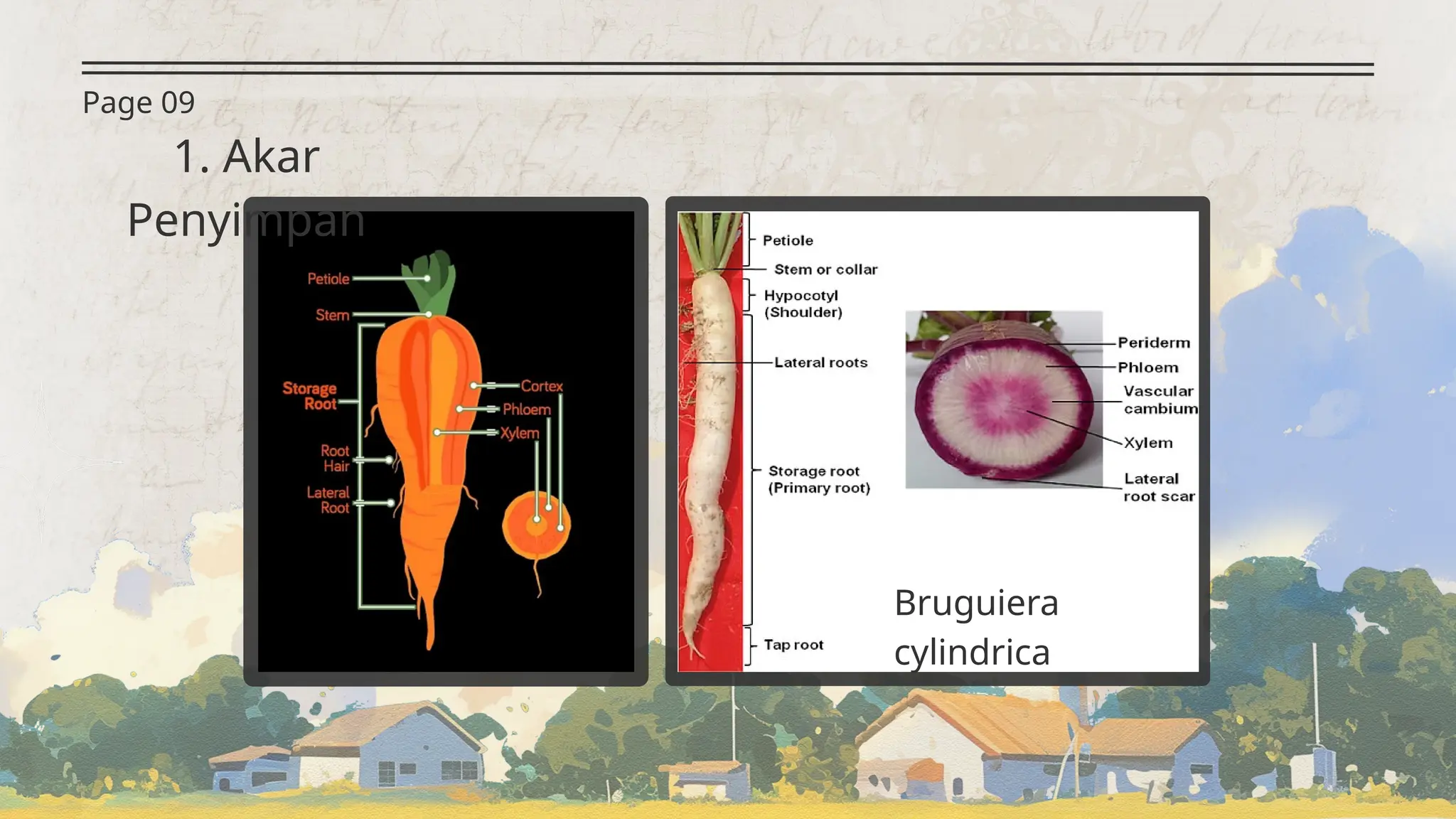 Plant Anatomy (Types of roots and their modifications) root constituent ...