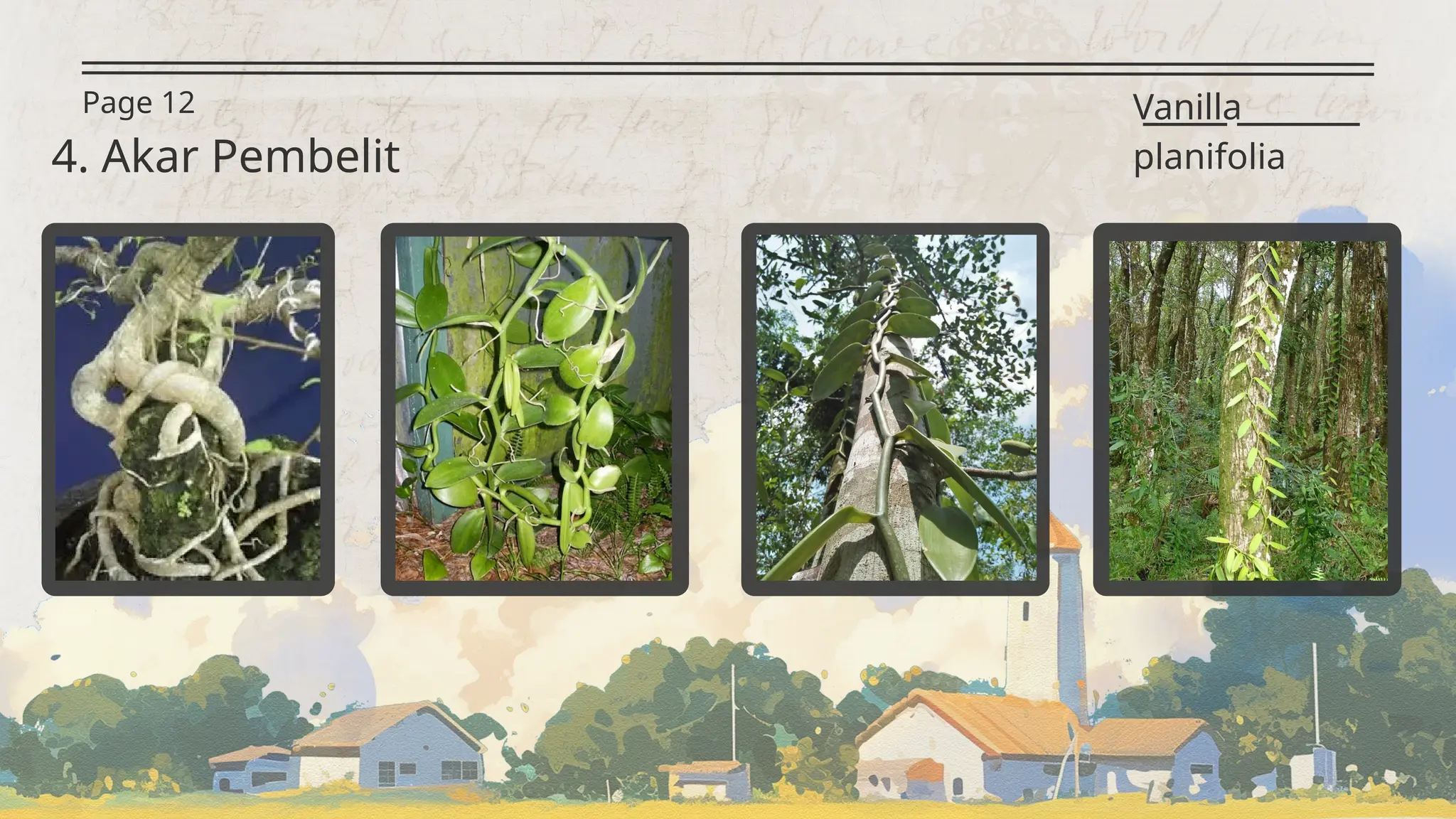 Plant Anatomy (Types of roots and their modifications) root constituent ...