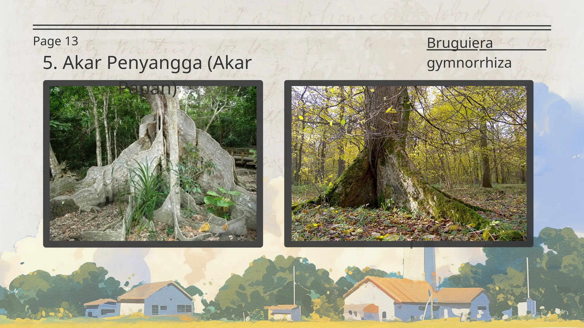 Plant Anatomy (Types of roots and their modifications) root constituent ...