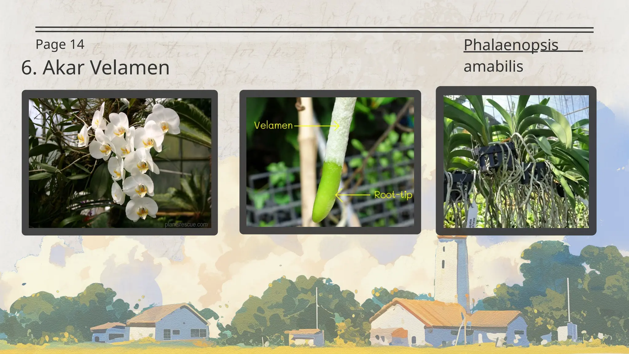 Plant Anatomy (Types of roots and their modifications) root constituent ...