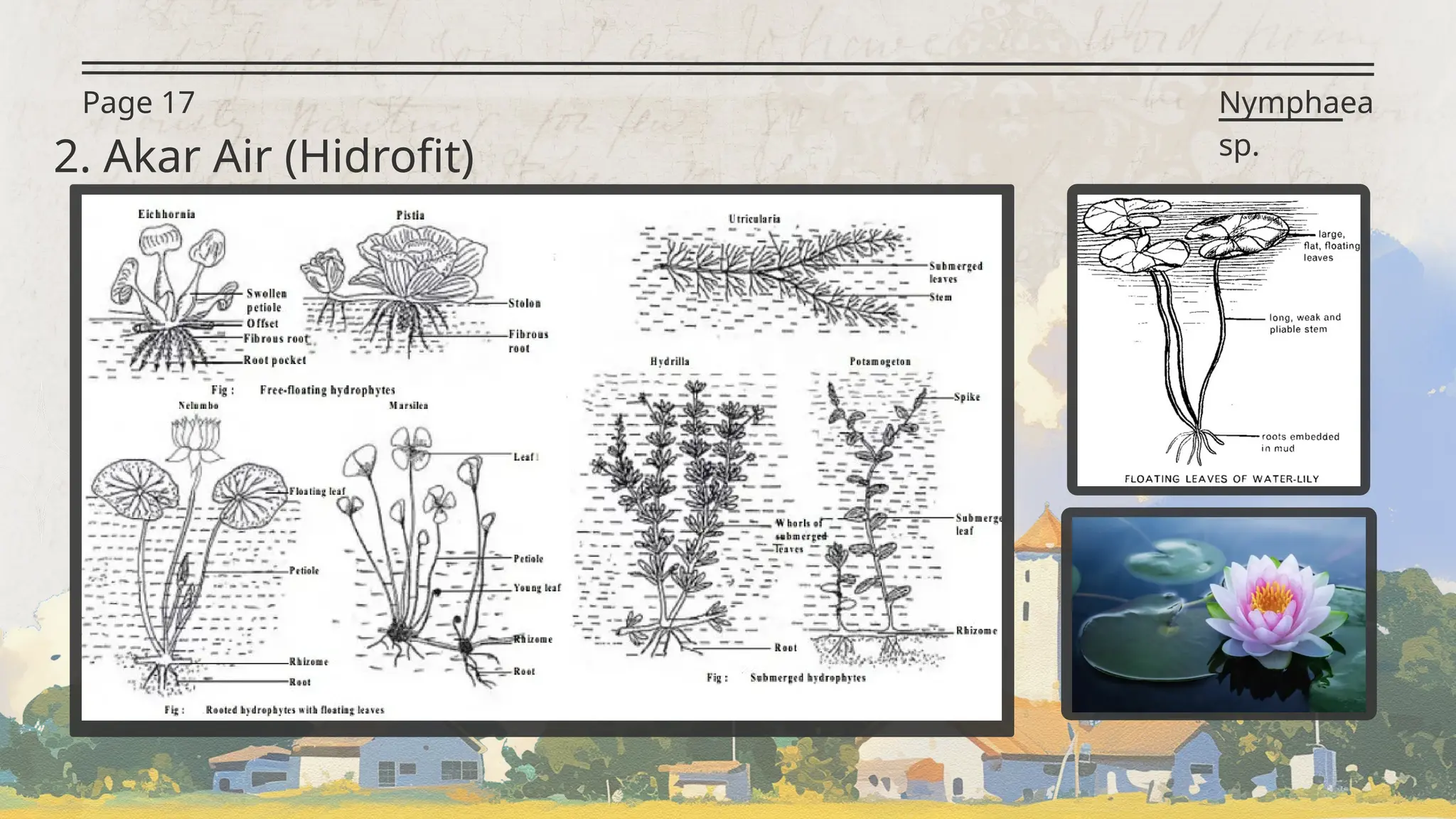 Plant Anatomy (Types of roots and their modifications) root constituent ...