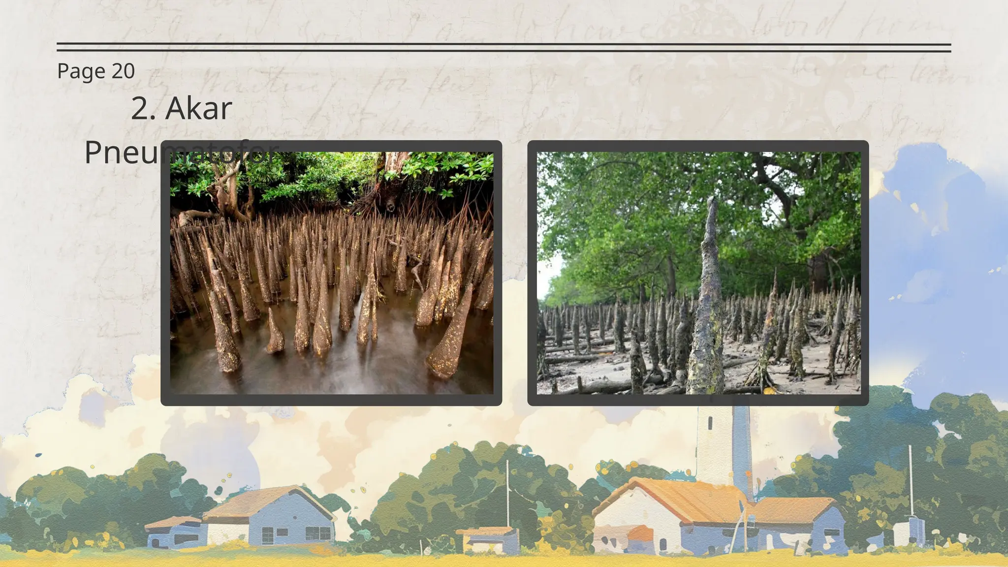 Plant Anatomy (Types of roots and their modifications) root constituent ...